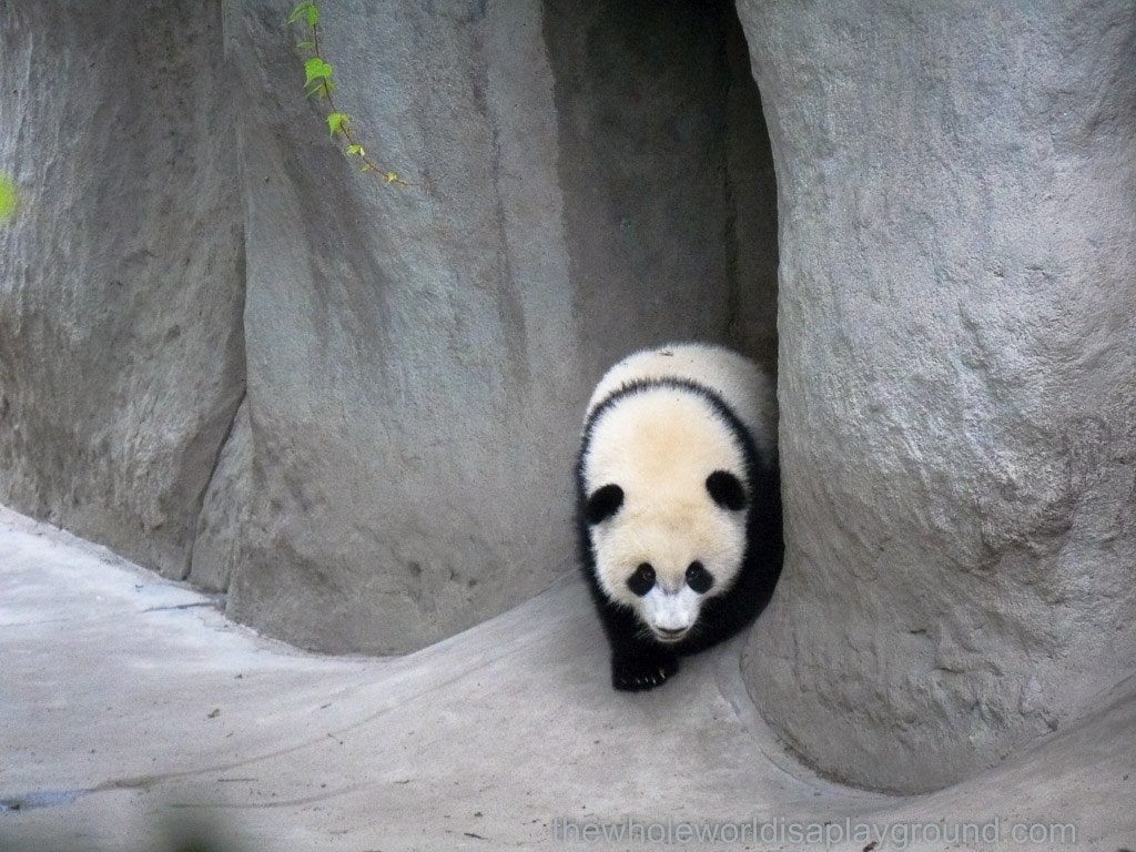 Panda Watch! Chengdu Research Base of Giant Pandas, China | The Whole ...
