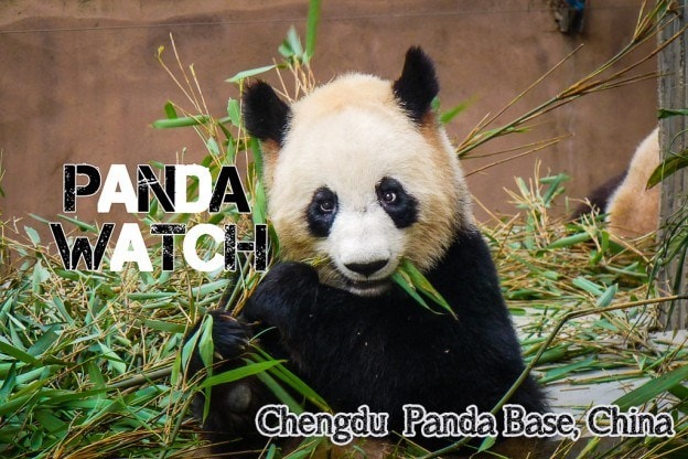 Panda Watch! Chengdu Research Base of Giant Pandas, China | The Whole ...