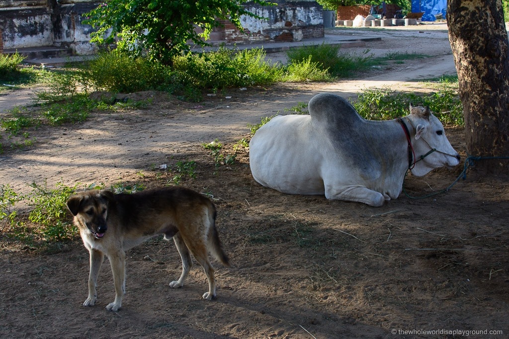 Stray dogs in Myanmar: it’s a dogs life! | The Whole World Is A Playground