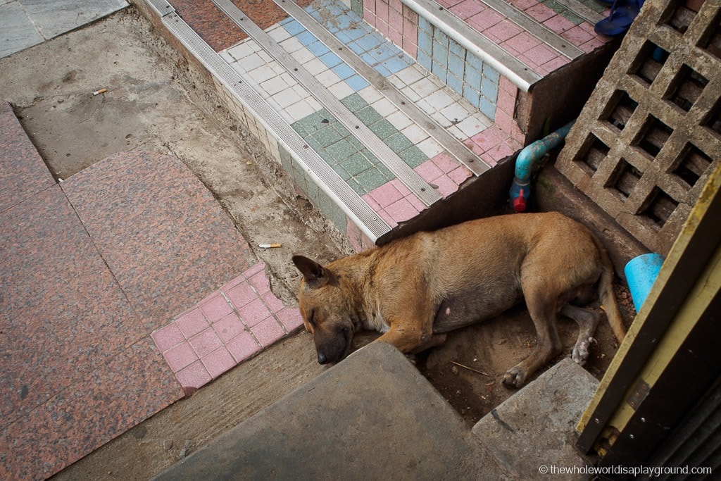Stray dogs in Myanmar: it’s a dogs life! | The Whole World Is A Playground