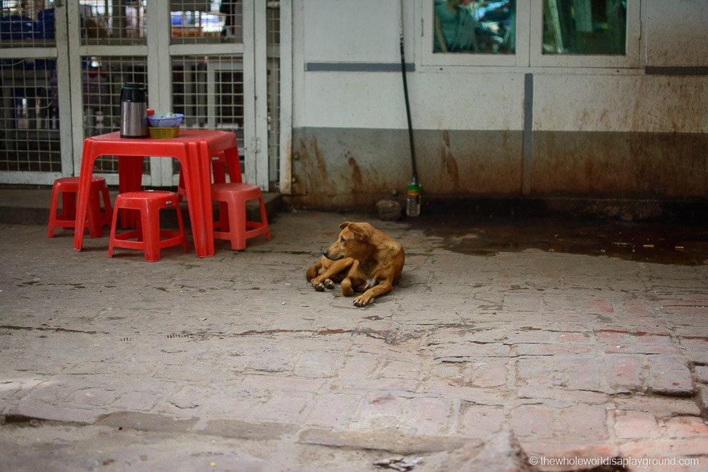 Stray dogs in Myanmar: it’s a dogs life! | The Whole World Is A Playground