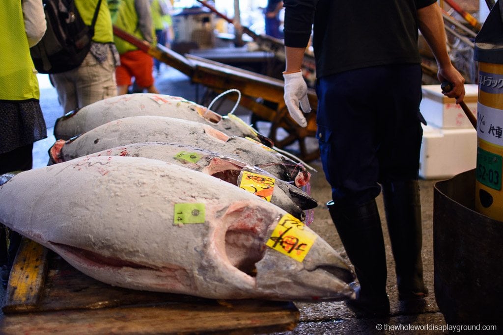 Visiting the Tsukiji fish market tuna auction, Tokyo, Japan | The Whole ...