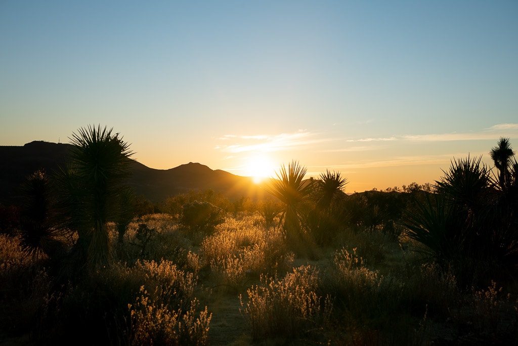 Joshua Tree National Park in Winter | The Whole World Is A Playground